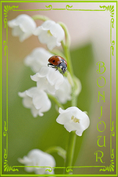 gifs 1er mai - Page 3